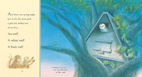 White Owl, Barn Owl - Ideas by Jivey