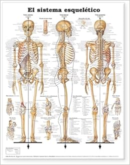 The Skeletal System Anatomical Chart in Spanish (El Sistema Esqueletico ...