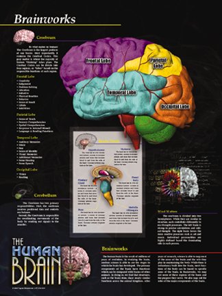 The Human Brain Poster Series - Laminated, 5 Poster Set. Brain Facts ...