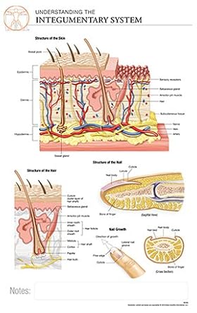 Amazon.com: 11 x 17 Post-It Anatomical Chart: INTEGUMENTARY SYSTEM/Skin ...