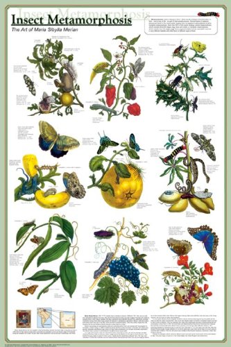 Laminated Insect Metamorphosis Educational Science Chart Poster ...