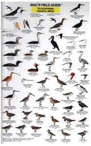 Amazon.com: California Coastal Birds (Mac's Guides (Flash Cards ...