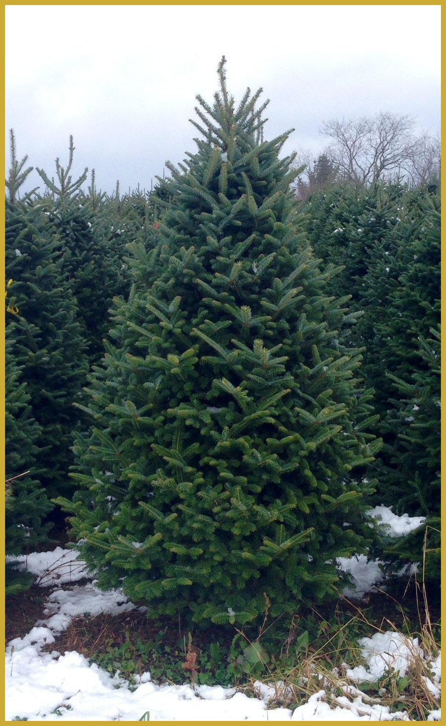 Christmas Trees Sold Direct By The Grower Or Producer At Farmers Market Christmas Trees Sold Direct By The Grower Or Producer At Farmers Market