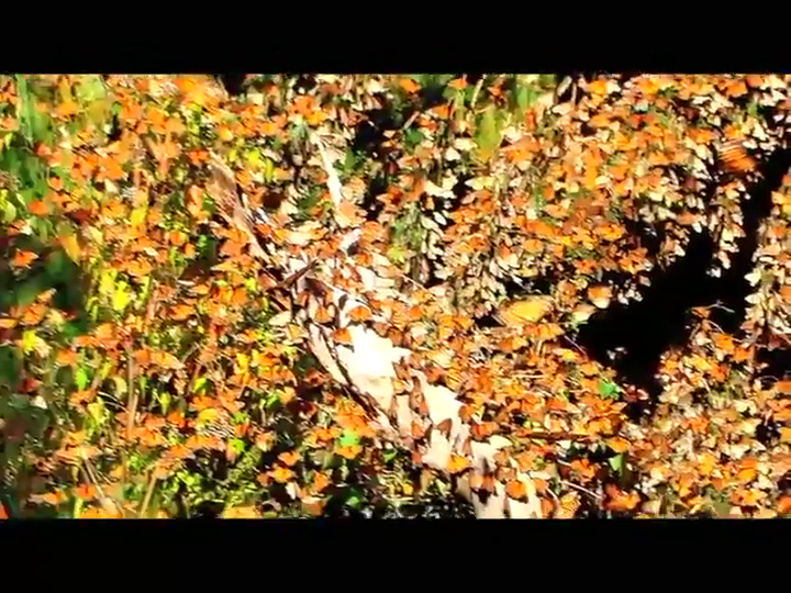 The Butterfly's Daughter: Mary Alice Monroe: 9781439170618: Amazon.com: Books