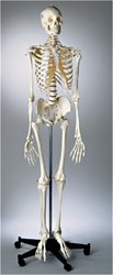 Premier Academic Skeleton Model, Sacral Mount - Import It All