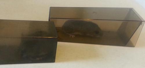 Amazon.com : Mice Cube 12 Pack - Reusable Humane Mouse Traps : Rodent ...