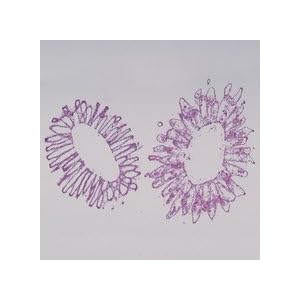 Amazon.com: Grantia (Scypha), c.s. Microscope Slide: Industrial ...