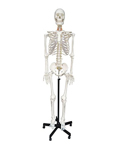 Dental Power Product Life Size Medical Anatomical Human Skeleton Model ...