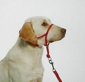 Amazon.com : Snoot Loop: Medium, Regular, Black : Pet Supplies