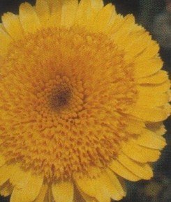 Gold Flowers For A Cottage Garden