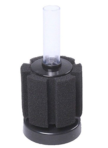 Top 5 Best sponge filter 10 gallon for sale 2016 | BOOMSbeat