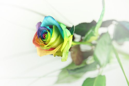 Regenbogen Rose - Basic - Bunte Rose - garten.im-shop.at