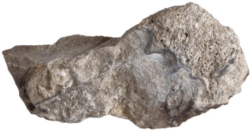 American Educational Plant Fossilized Algae Fossil (Pack of 10) General ...