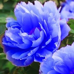 Blue Peony Flower