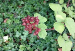 Japanische Weinbeere, Rotborstige Himbeere - eine tolle Beere für den ...