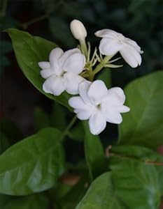 how to propagate pikake plant