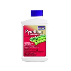 Amazon.com : Bonide 857 Pyrethrin Spray Concentrate, 8-Ounce : Insect ...