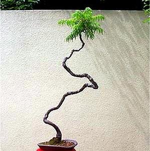 Amazon.com : Staghorn Sumac 20 Seeds-Rhus typhina-Outdoors or Bonsai ...