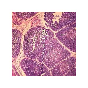 Human thymus sec. 7 µm H&E stain Microscope Slide: Amazon.com ...