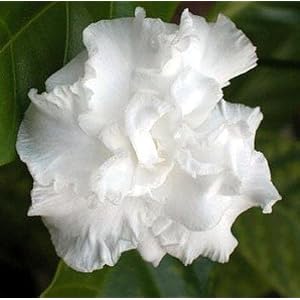 Butterfly Jasmine | Jasmine plant, Iris garden, Plants