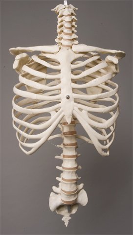 Real Human Ribs