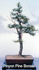 Amazon.com : Pinyon Pine Tree 10 Seeds - Pinus edulis - Bonsai : Tree ...