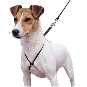 De que raza son los perros chuscos? - Foros Perú