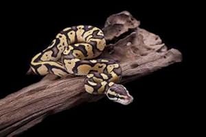 Ball Python Morph Calculator - Posters & Prints | Ball Python Morph ...