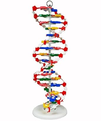 Amazon.com: DNA Model: Industrial & Scientific