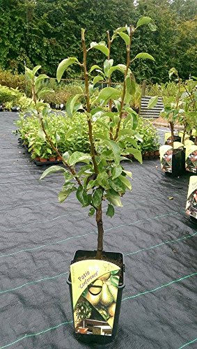 Conference Pear Trees Sale