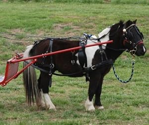 Amazon.com : Extra Heavy Duty Black Leather Mini Miniature Horse Drawn ...