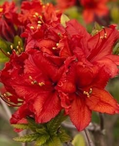 Amazon.com : Red Sunset Azalea (Exbury hybrid) : Patio, Lawn & Garden