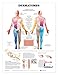 Dermatomes Anatomical Chart - Want It All