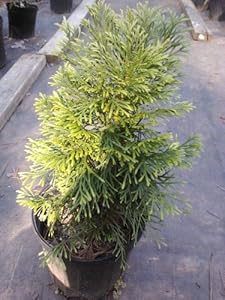 Amazon.com : Dwarf Emerald Green Arborvitae, Compact Evergreen, Great ...