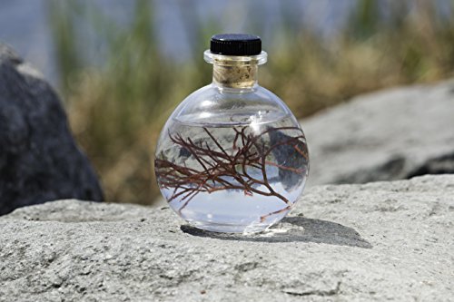 Top 5 Best shrimp ecosphere for sale 2016 | BOOMSbeat