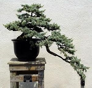 Amazon.com : Cedar of Lebanon 25 Seeds - Bonsai - Cedrus libani : Tree ...