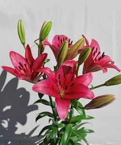 Amazon.com: Hot Pink Asiatic Lilies 40 Stems: Patio, Lawn & Garden