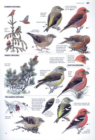 birds of europe | Bird watching books's Blog
