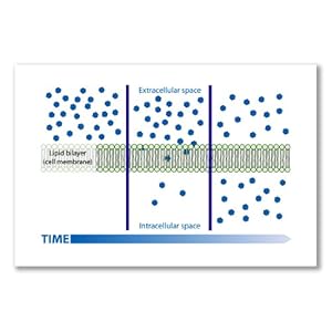 Poster art print: SIMPLE DIFFUSION DIAGRAM SCIENCE CELL MEMBRANE ...