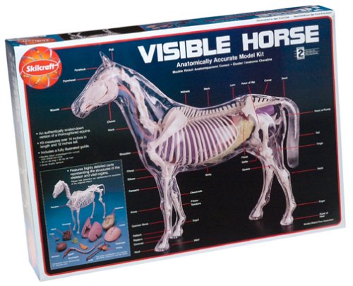 Visible Horse Anatomy Model - FindGift.com