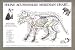 Feline Acupressure Meridien Composite Chart Cat (Lake Forest - Want It All