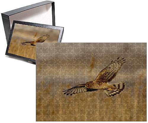 Ring-Tail Marsh Hawks (Circus hudsonius): Female and Juvenile Harriers ...