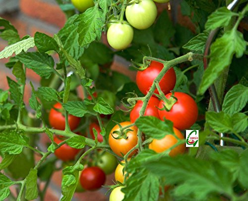 Buy Seedstores : High Yield Tomato F1 RED RUBY Hybrid 25 Seeds for ...