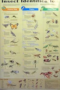 Insect Identification Chart