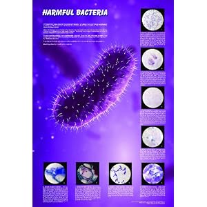 Bacteria Posters School