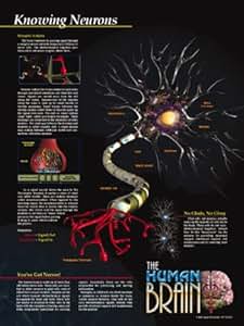 Amazon.com: Human Brain Neurons & Signals EXTRA LARGE POSTER (4 ft x 3 ...