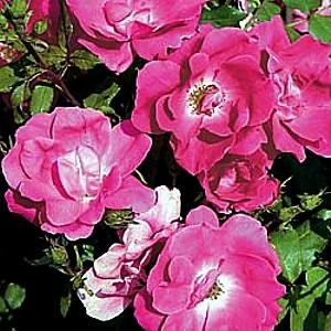 Potted Pink Rose Bush - FindGift.com
