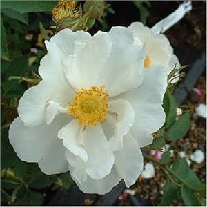 The Jacobite Rose: Amazon.co.uk: Garden & Outdoors
