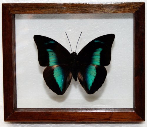 Gift For Father Day: Gift for Dad Archaeo Prepona Demophoon; Real ...