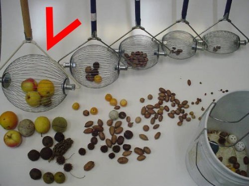 Large Nut Wizard- Nut Picker Upper for Black Walnuts and Sweet Gumball ...